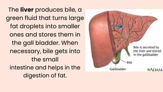 Quarter-4-Module-1-Structures-and-Functions-of-the-Digestive-System.pptx