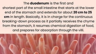 Quarter-4-Module-1-Structures-and-Functions-of-the-Digestive-System.pptx