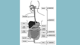 Quarter-4-Module-1-Structures-and-Functions-of-the-Digestive-System.pptx