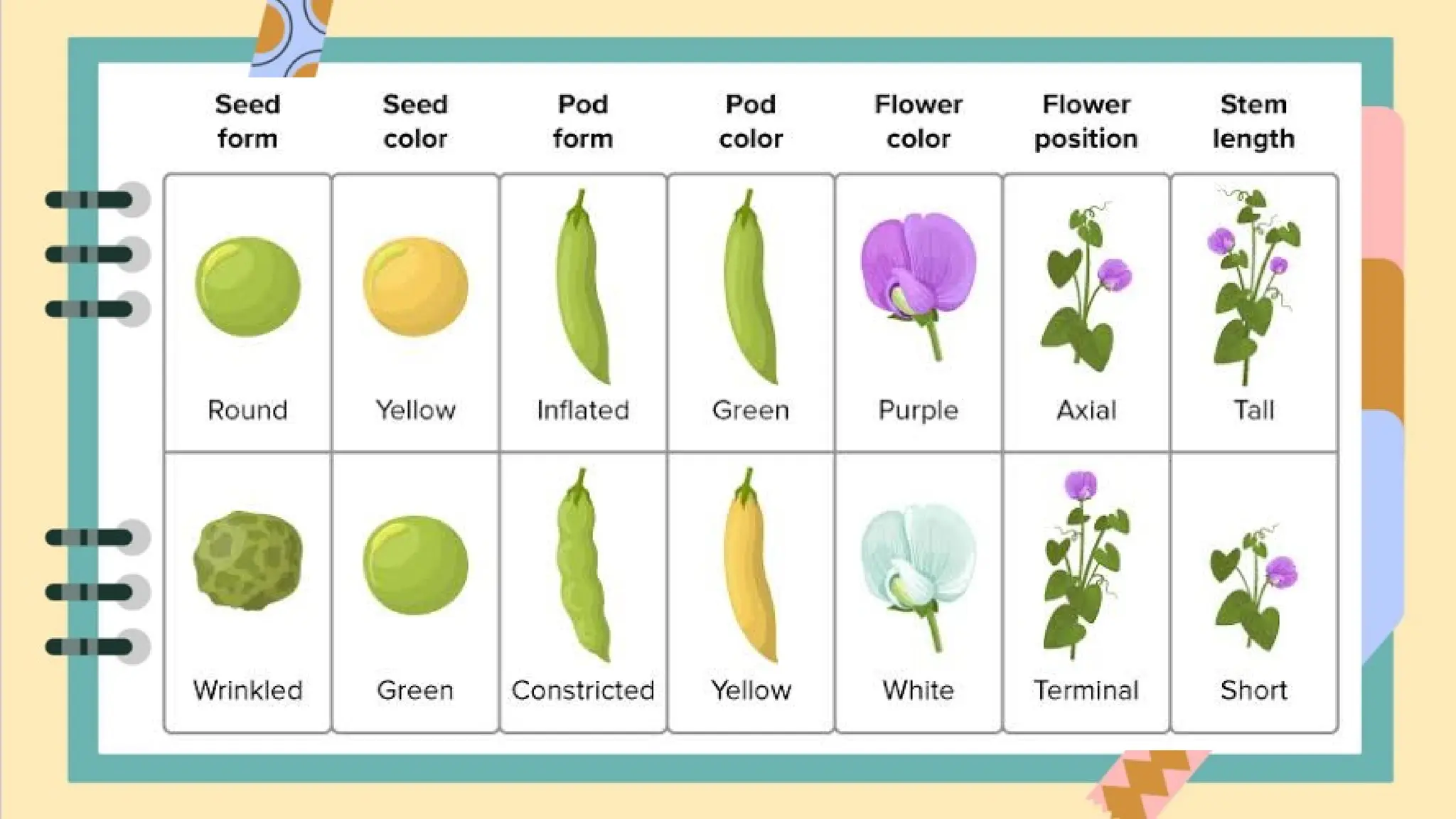 Quarter 4 - THE MENDELIAN GENETICS GRADE 8.pptx