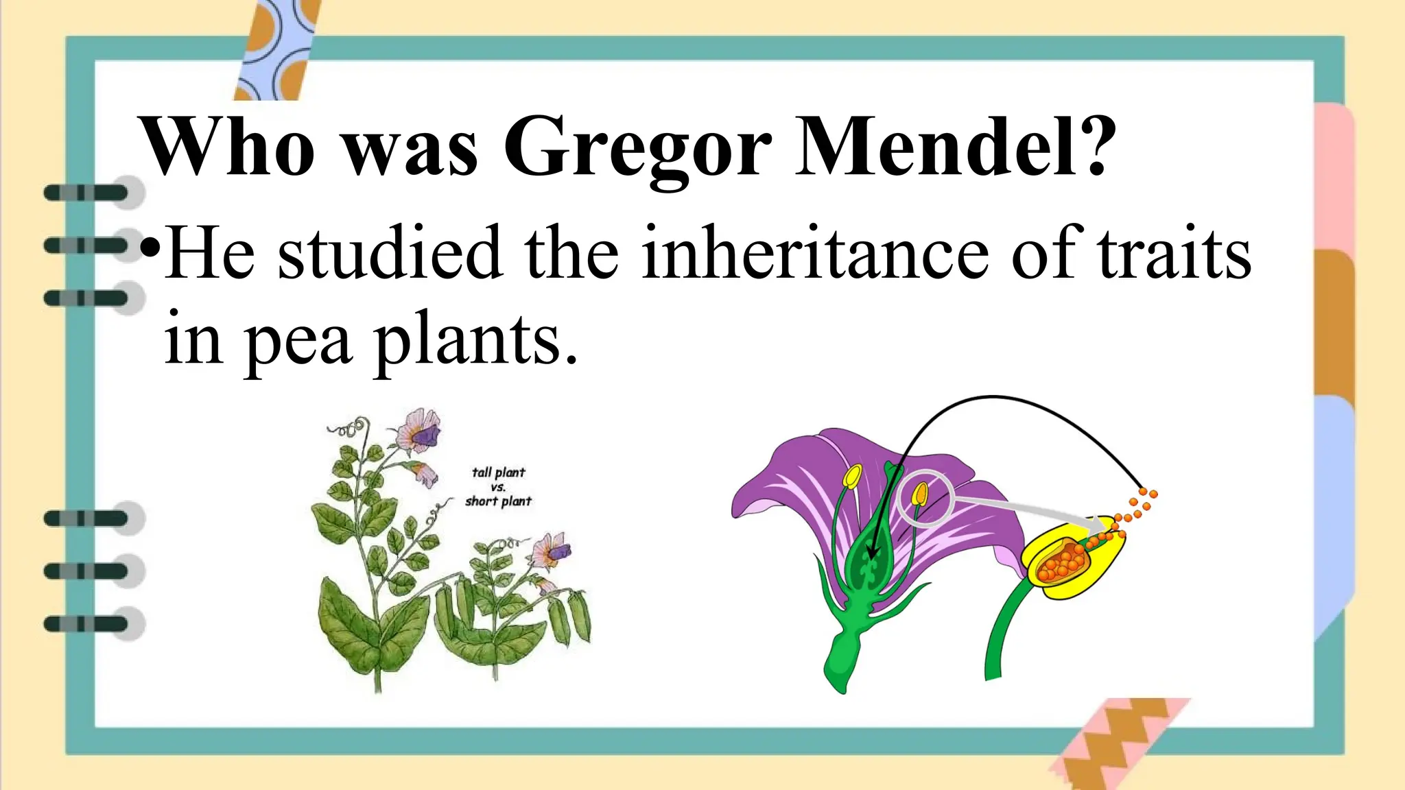 Quarter 4 - THE MENDELIAN GENETICS GRADE 8.pptx