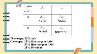 Quarter 4 - THE MENDELIAN GENETICS GRADE 8.pptx