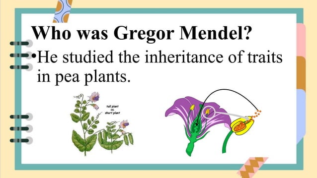 Quarter 4 - THE MENDELIAN GENETICS GRADE 8.pptx