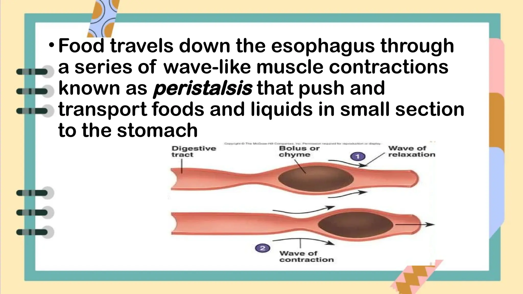 Quarter 4 - THE DIGESTIVE SYSTEM grade 8.pptx