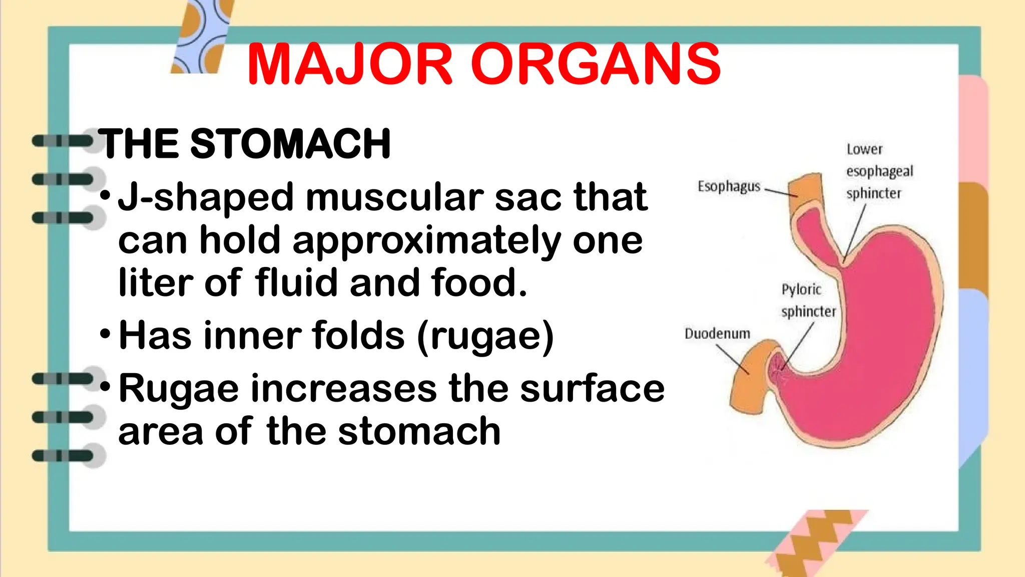 Quarter 4 - THE DIGESTIVE SYSTEM grade 8.pptx
