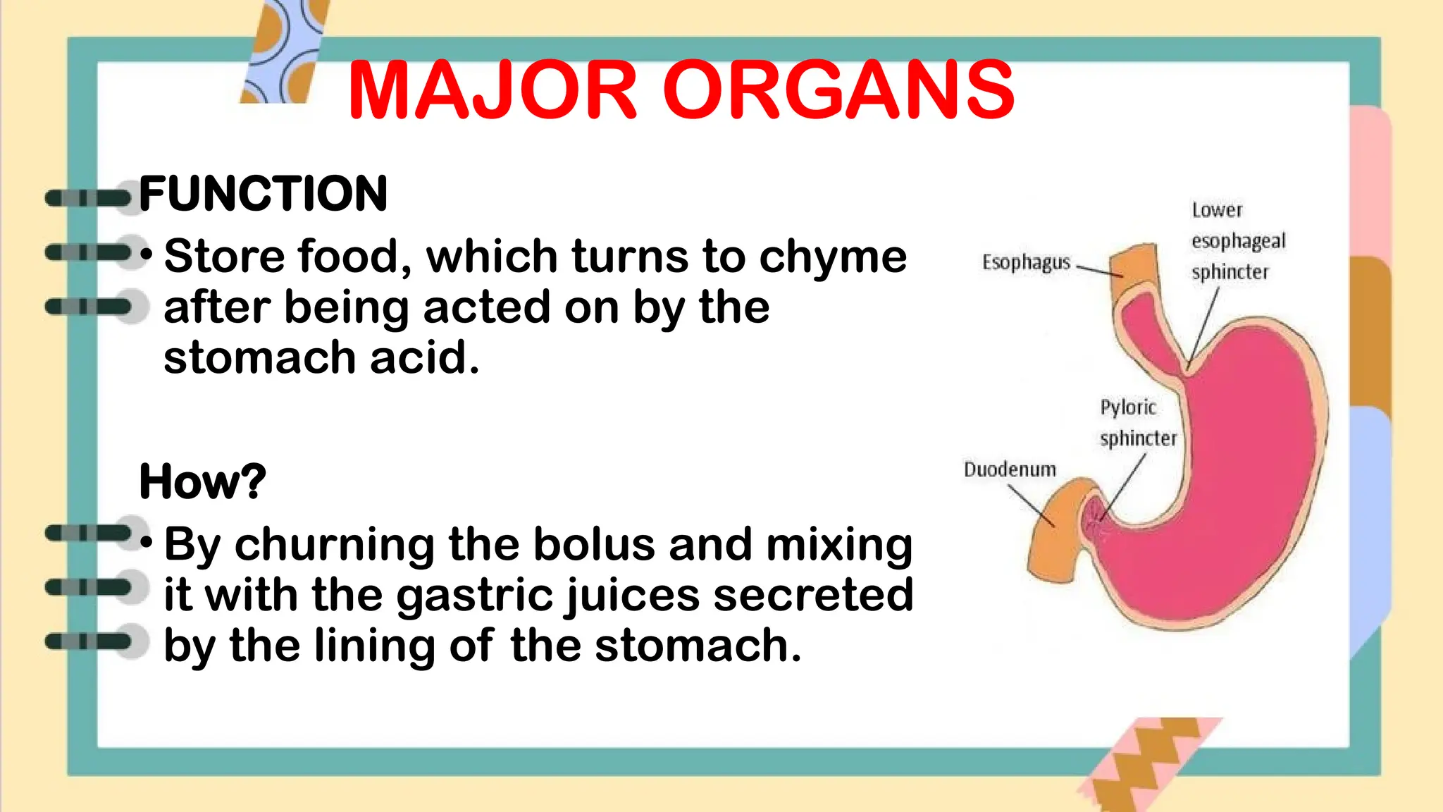 Quarter 4 - THE DIGESTIVE SYSTEM grade 8.pptx
