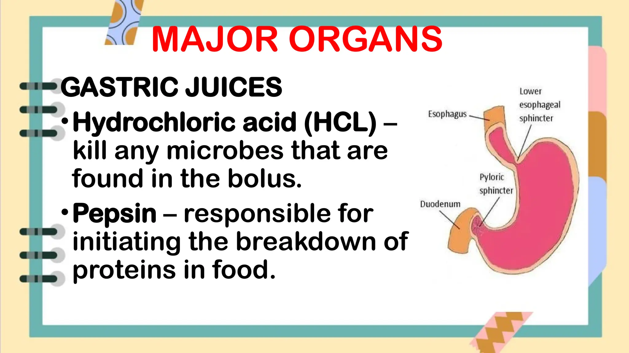 Quarter 4 - THE DIGESTIVE SYSTEM grade 8.pptx
