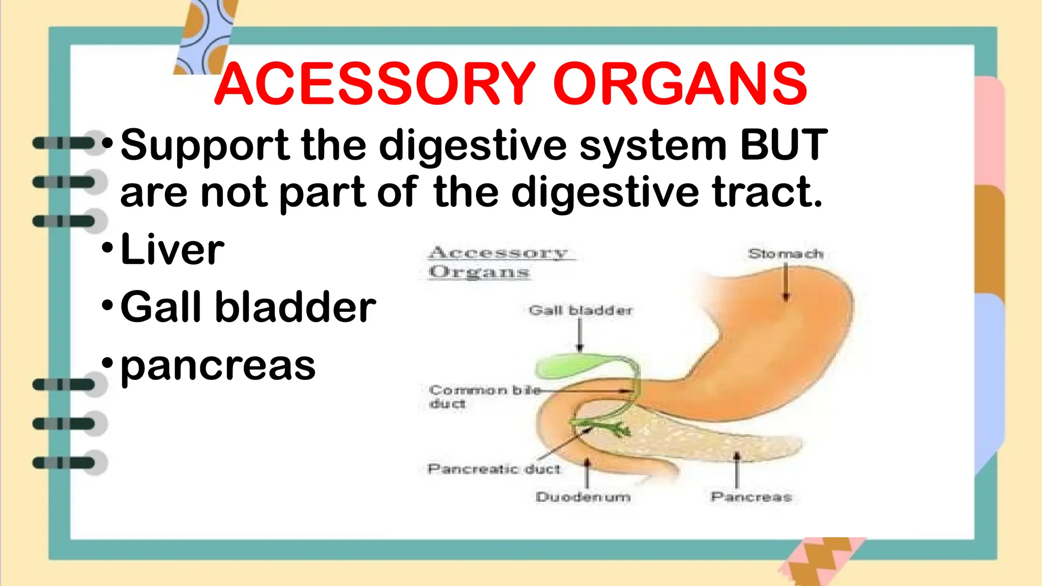 Quarter 4 - THE DIGESTIVE SYSTEM grade 8.pptx