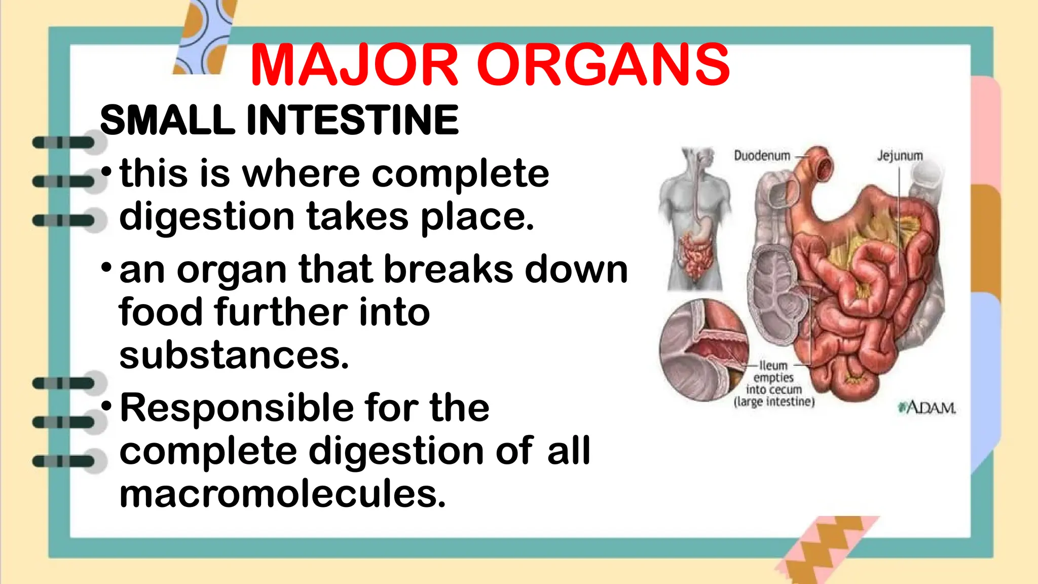 Quarter 4 - THE DIGESTIVE SYSTEM grade 8.pptx