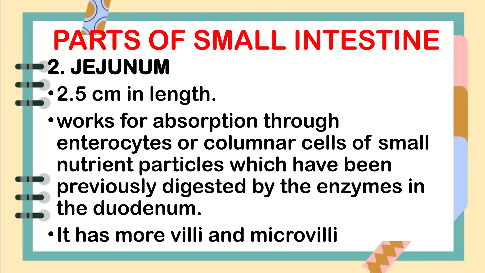 Quarter 4 - THE DIGESTIVE SYSTEM grade 8.pptx