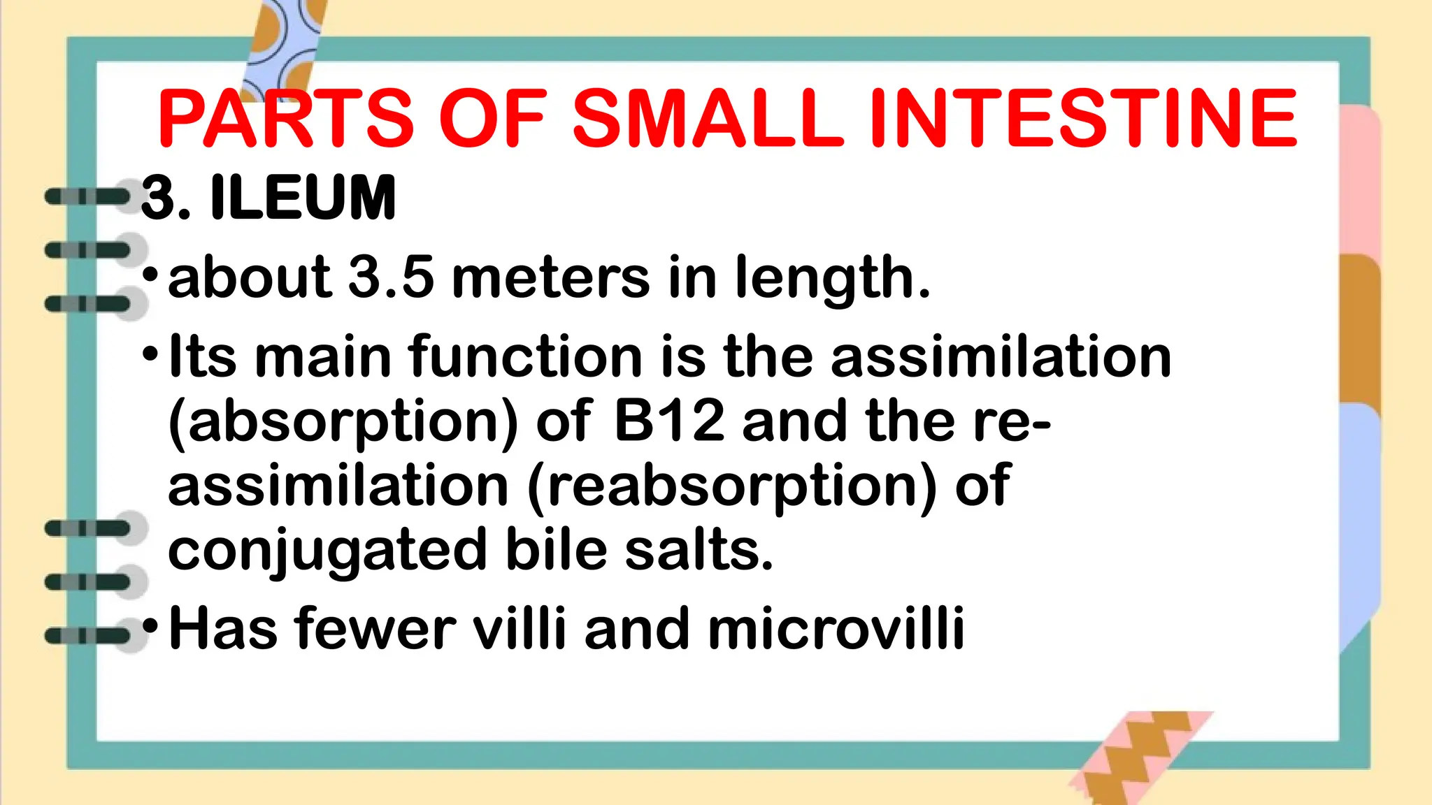 Quarter 4 - THE DIGESTIVE SYSTEM grade 8.pptx