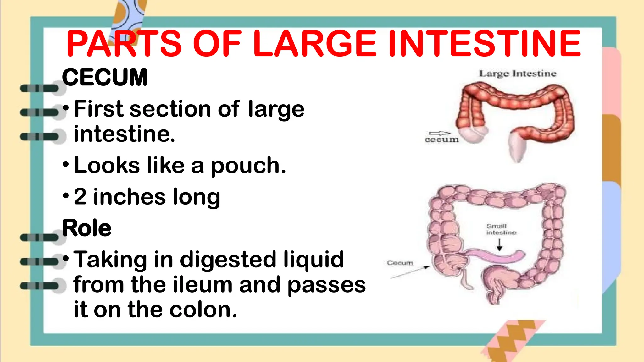 Quarter 4 - THE DIGESTIVE SYSTEM grade 8.pptx