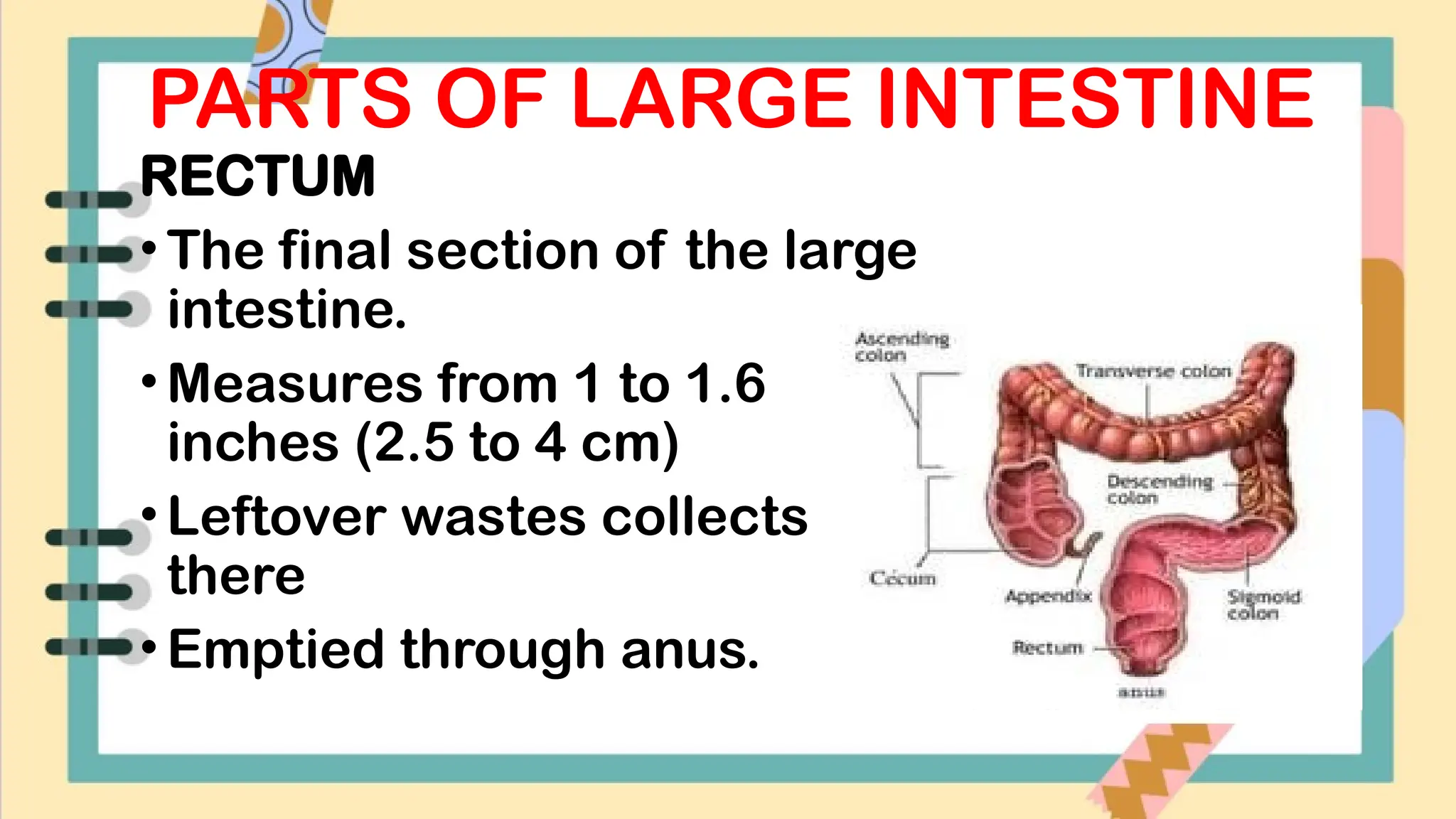 Quarter 4 - THE DIGESTIVE SYSTEM grade 8.pptx