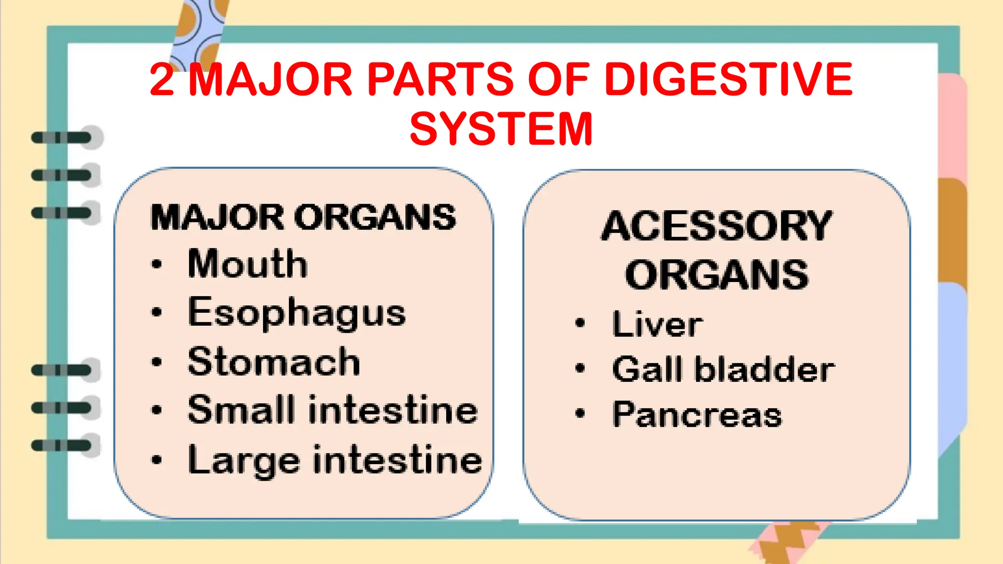 Quarter 4 - THE DIGESTIVE SYSTEM grade 8.pptx