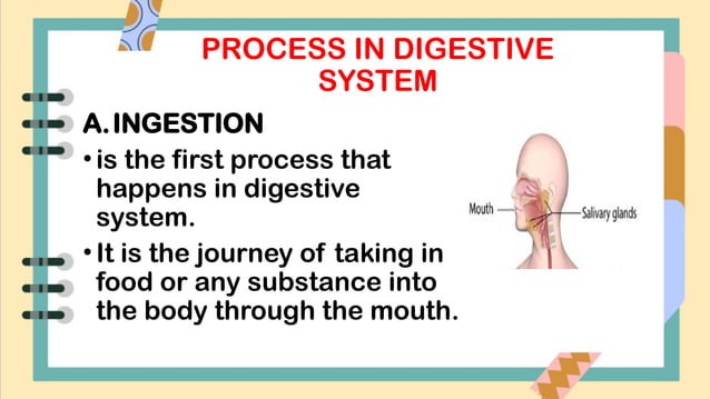 Quarter 4 - THE DIGESTIVE SYSTEM grade 8.pptx | Digestive Disorders ...