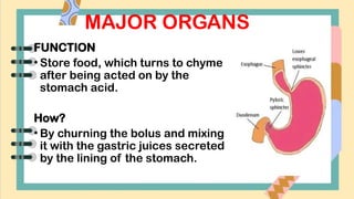 Quarter 4 - THE DIGESTIVE SYSTEM grade 8.pptx