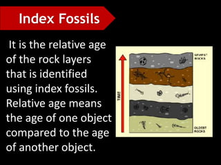 Index Fossils In Rock Layers