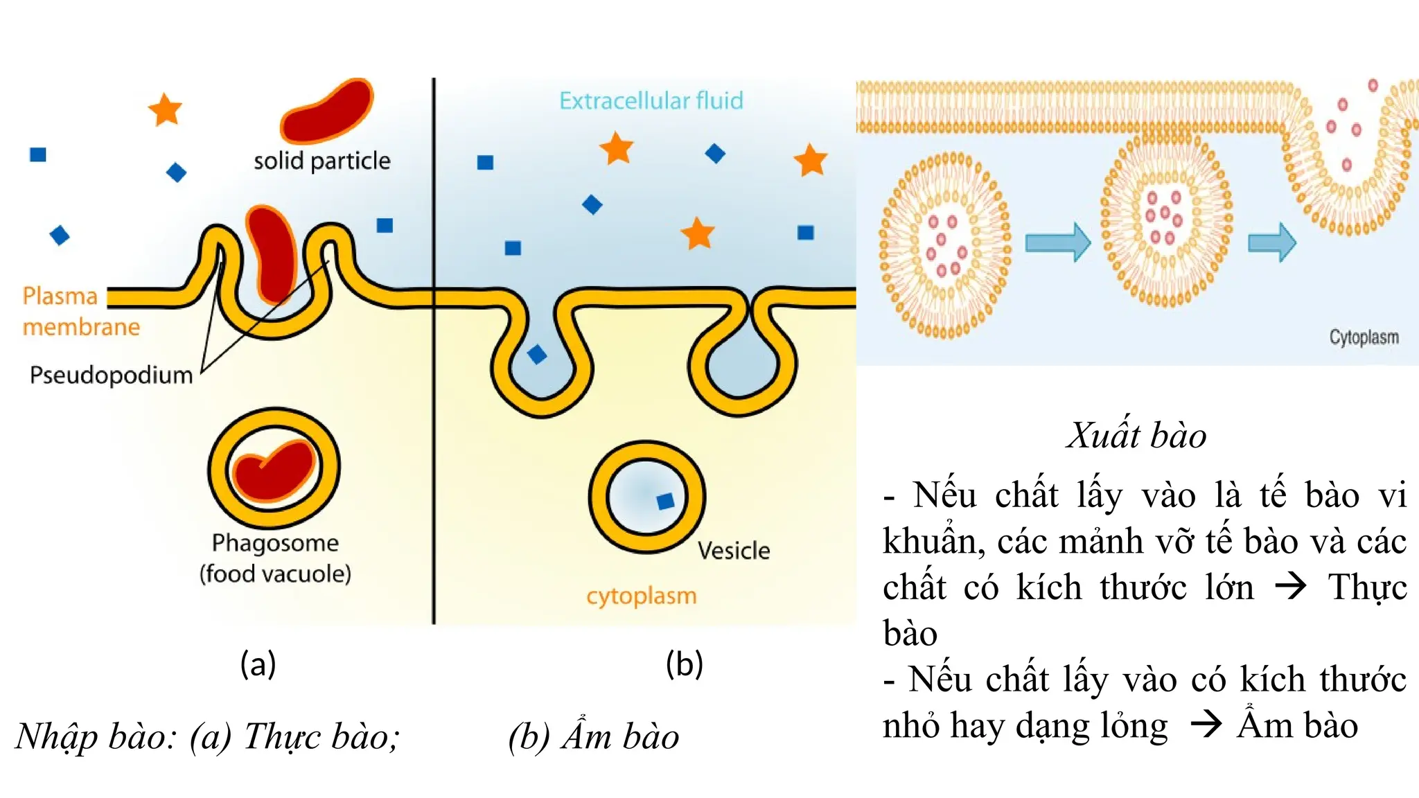 Qua trinh thuc bao, am bao va xuat bao cua te bao.ppt
