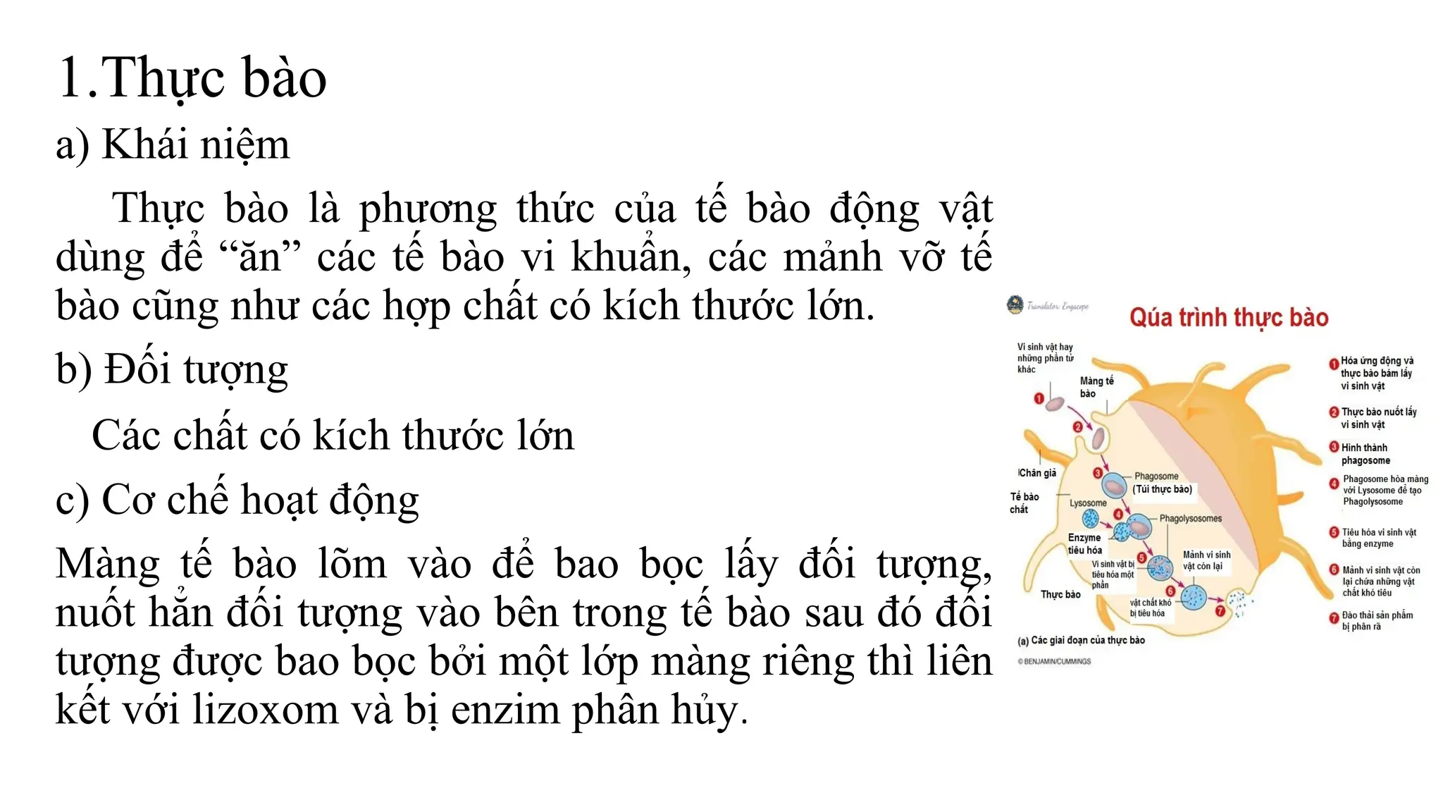 Qua trinh thuc bao, am bao va xuat bao cua te bao.ppt