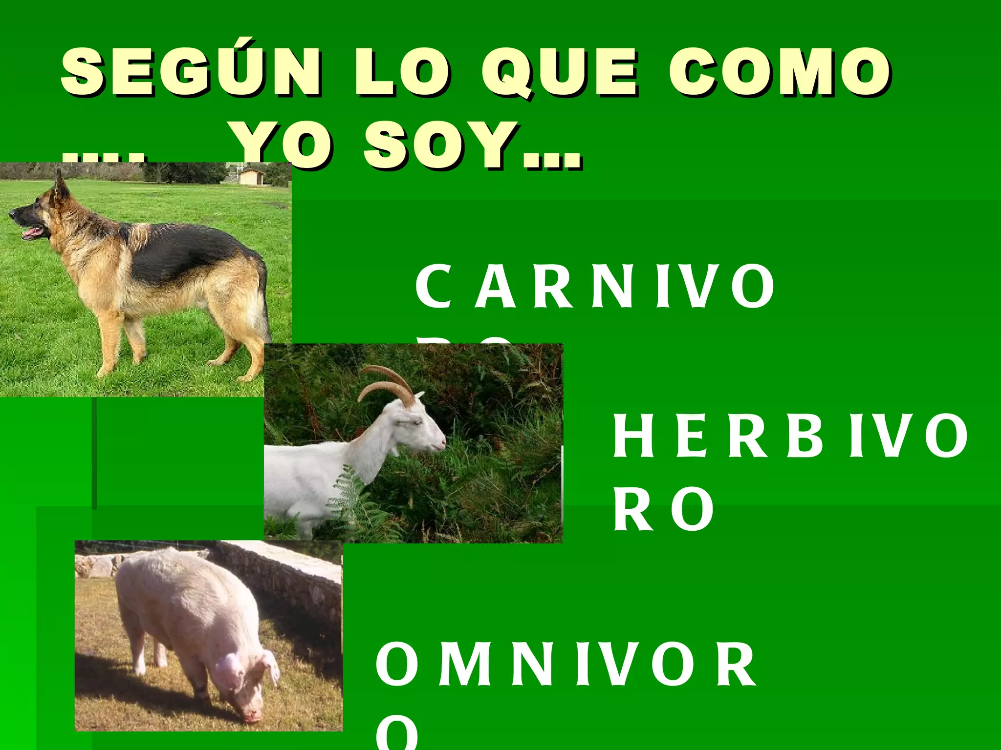 Qué comen los animales | PPT | Reptiles | Pets