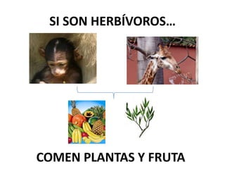 Qué comen los animales de la selva | PPTX