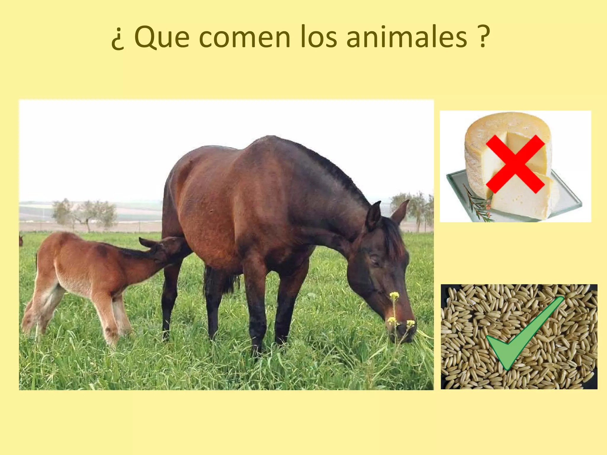 Que Comen Los Animales | PPT