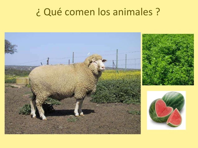 Que Comen Los Animales | PPT