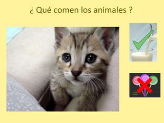 Que Comen Los Animales | PPT
