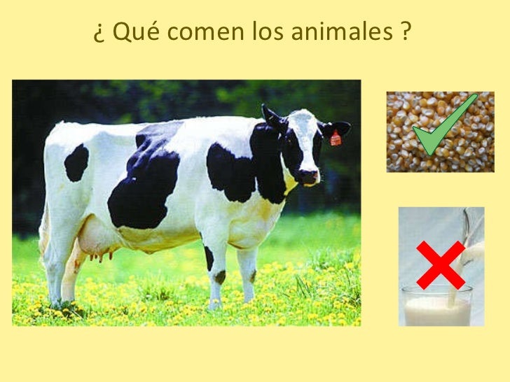 Que Comen Los Animales