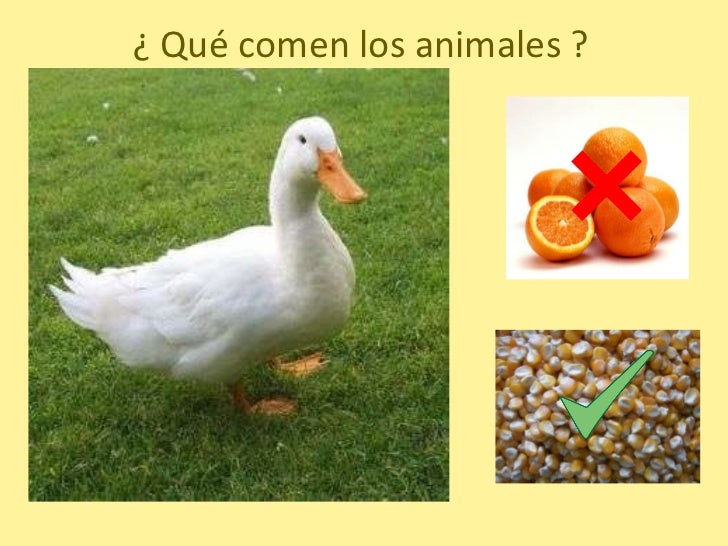 Que Comen Los Animales