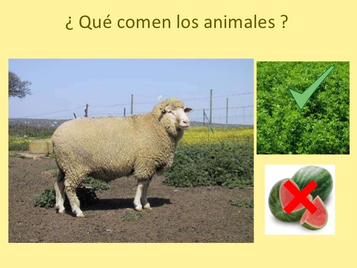Que Comen Los Animales