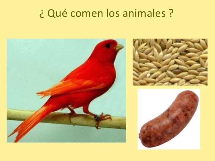 Qu Comen Los Animales
