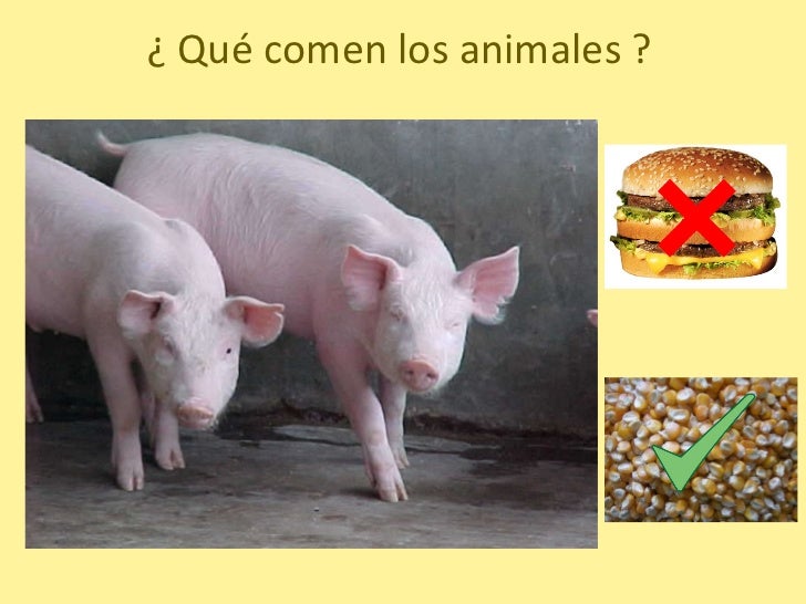 Qu Comen Los Animales