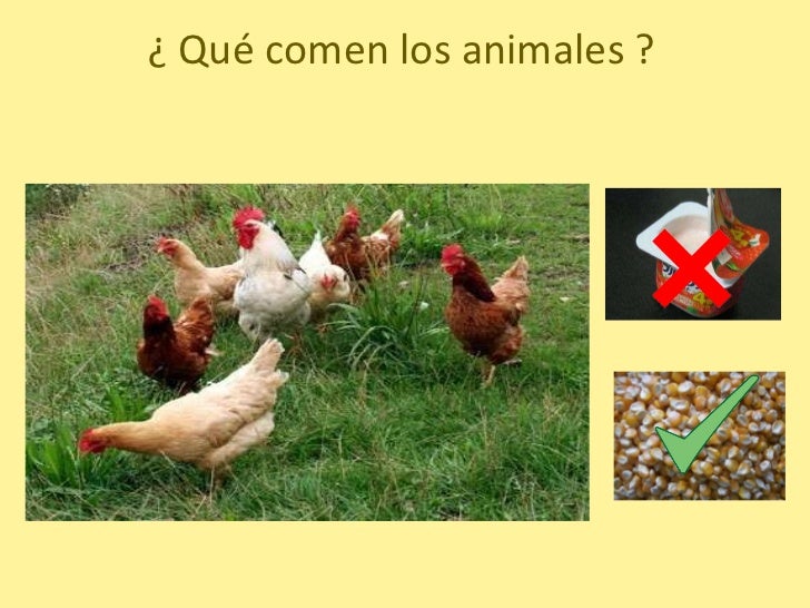 Que Comen Los Animales