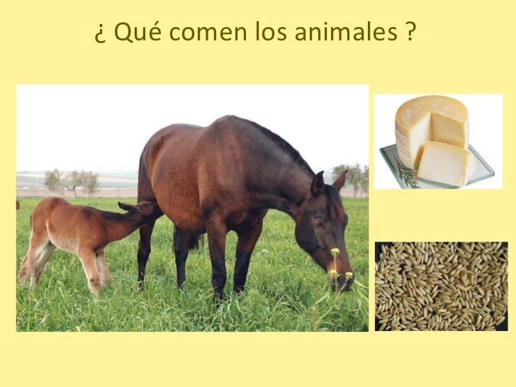 Que Comen Los Animales