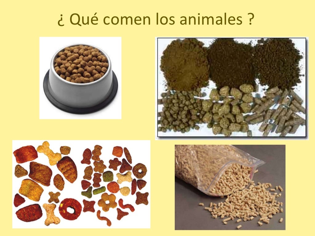 Que Comen Los Animales