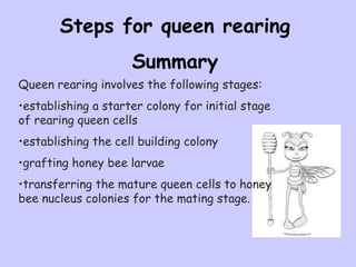 Queen-Rearing-Presentation is very important t | PPT | Free Download