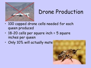 Queen-Rearing-Presentation is very important t | PPT