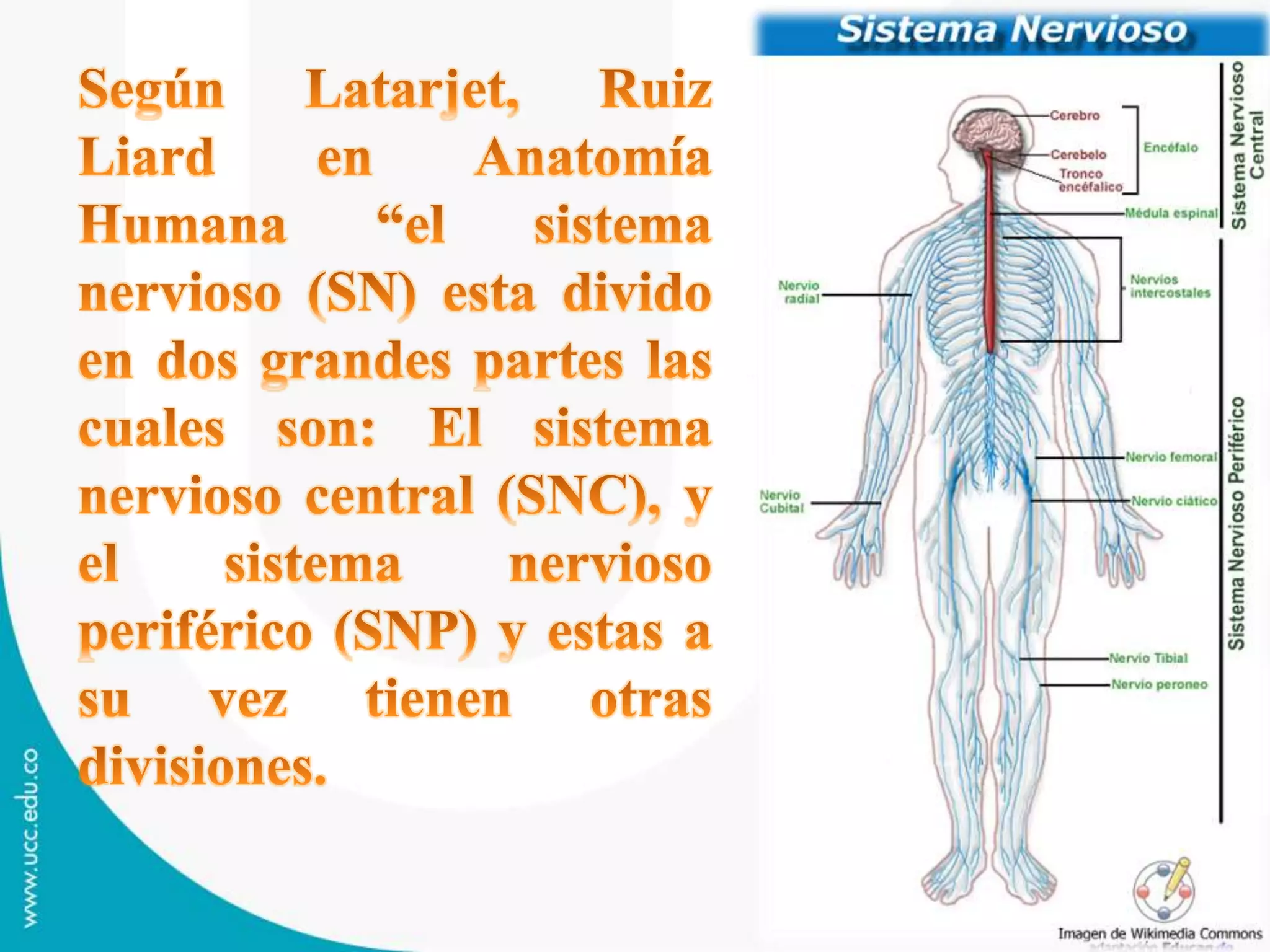 Que es el sistema nervioso, subdivisiones | PPTX