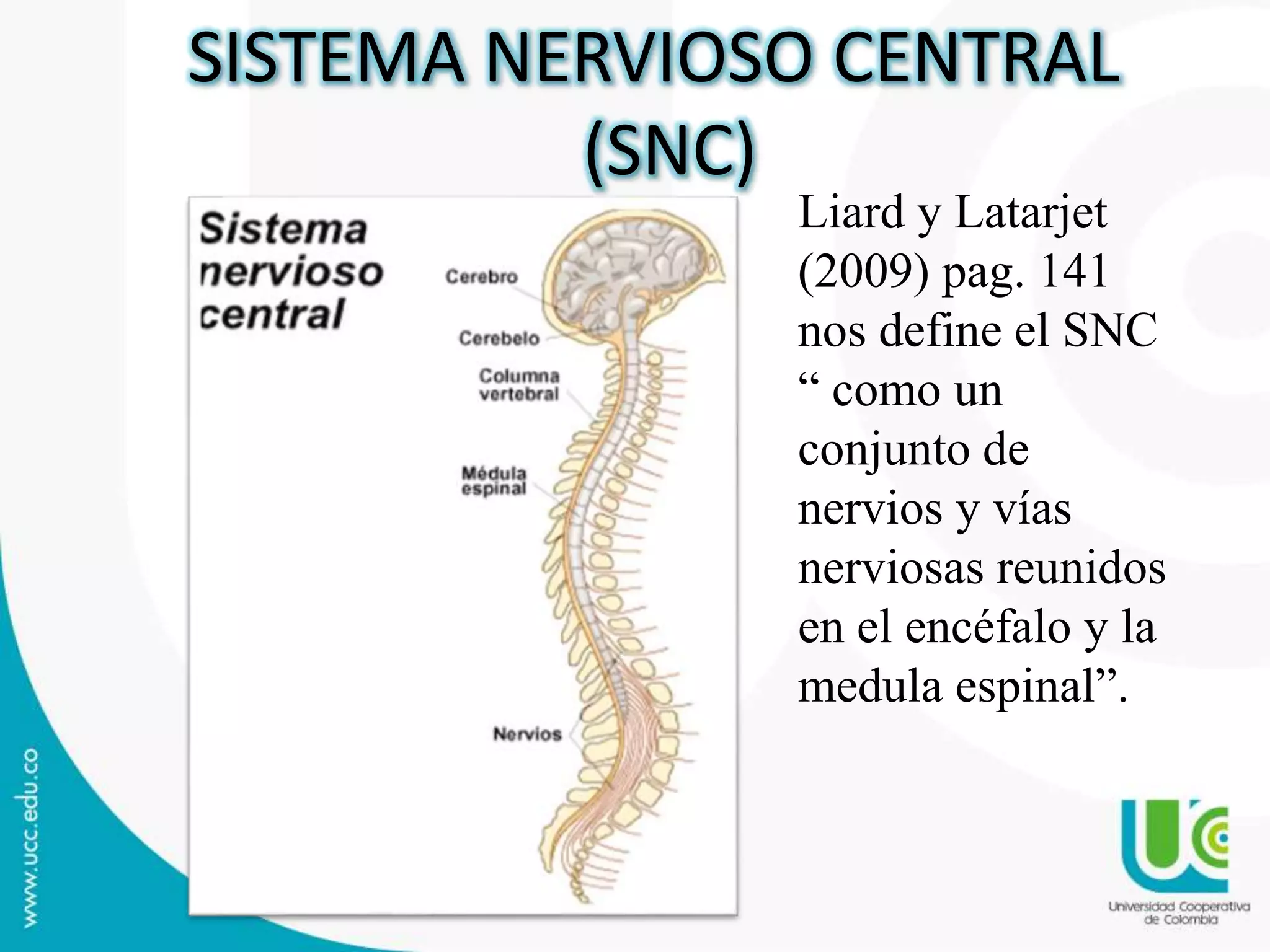 Que es el sistema nervioso, subdivisiones | PPTX