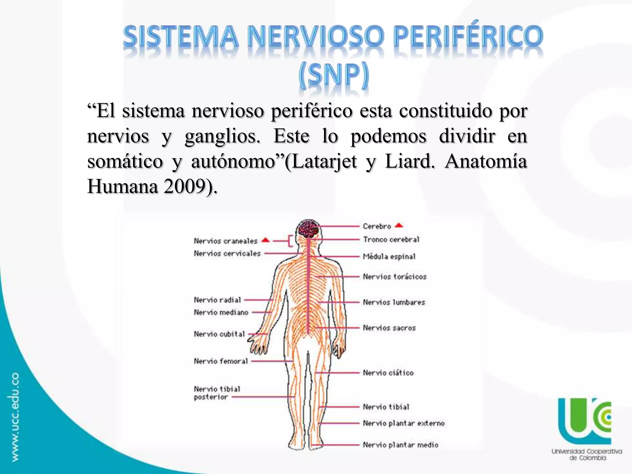 Que es el sistema nervioso, subdivisiones | PPTX