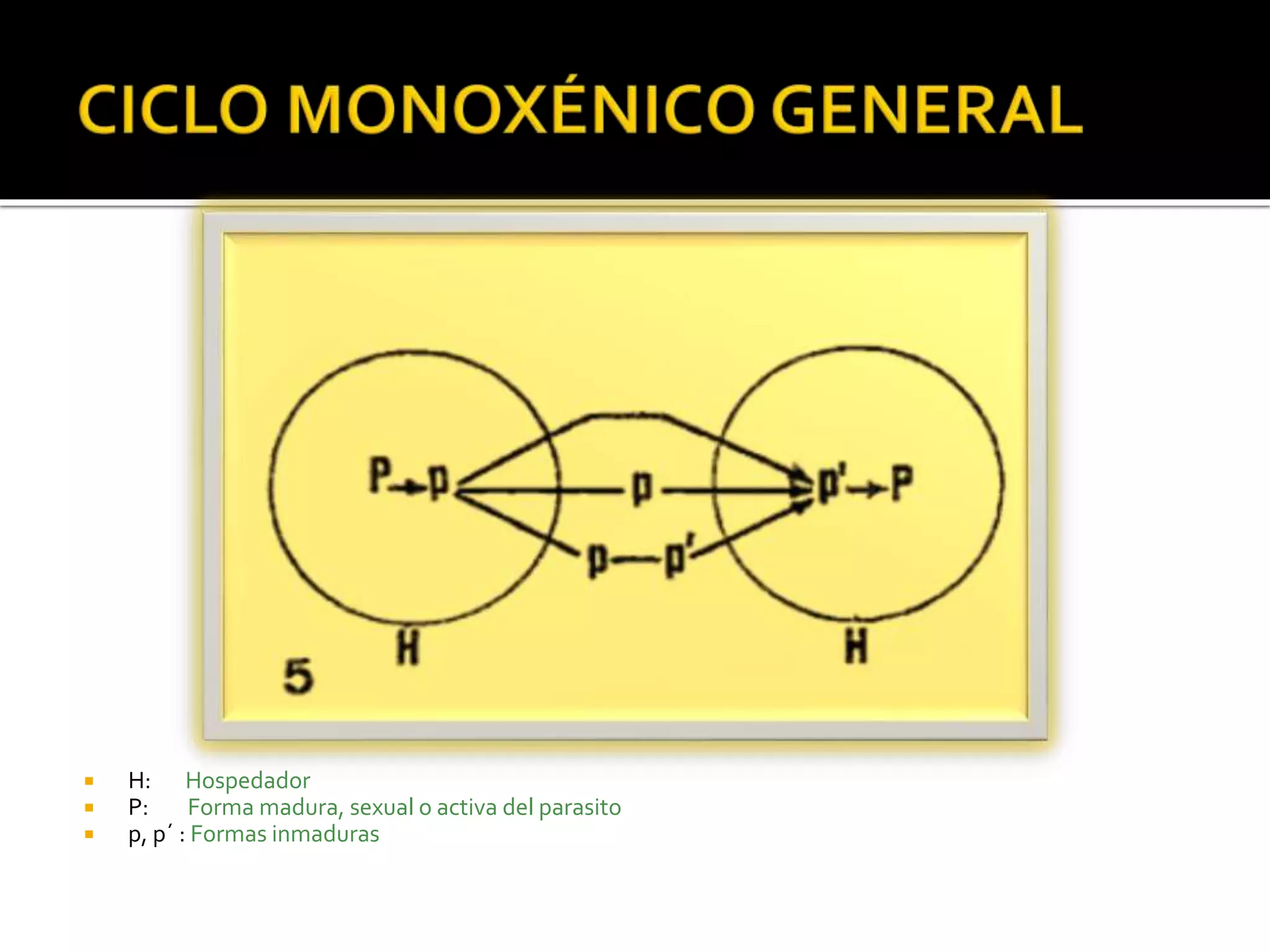 Ciclo biologico monoxenico | PPTX | Infectious Diseases | Diseases and ...