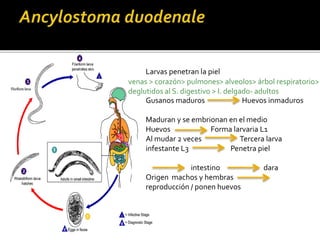 Ciclo biologico monoxenico | PPTX