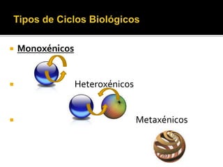 Ciclo biologico monoxenico | PPTX