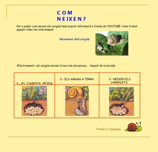 Que fan els cargols al pati | PPT