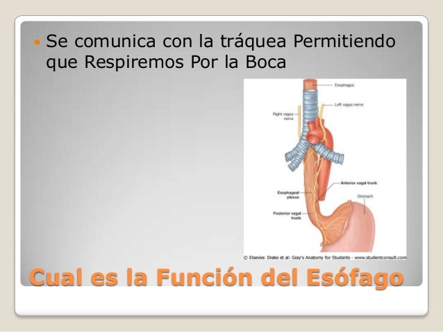 Que funciones tiene el esofago