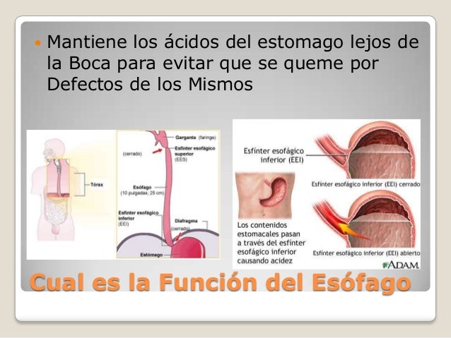 Que funciones tiene el esofago