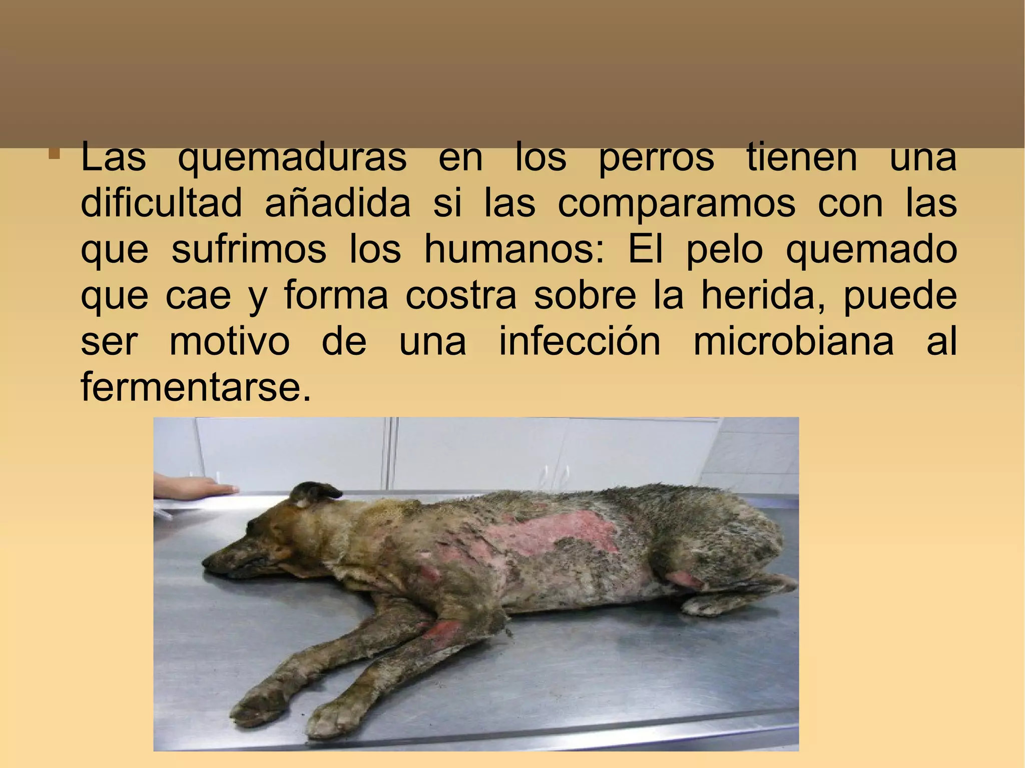 Quemaduras en animales | PPT