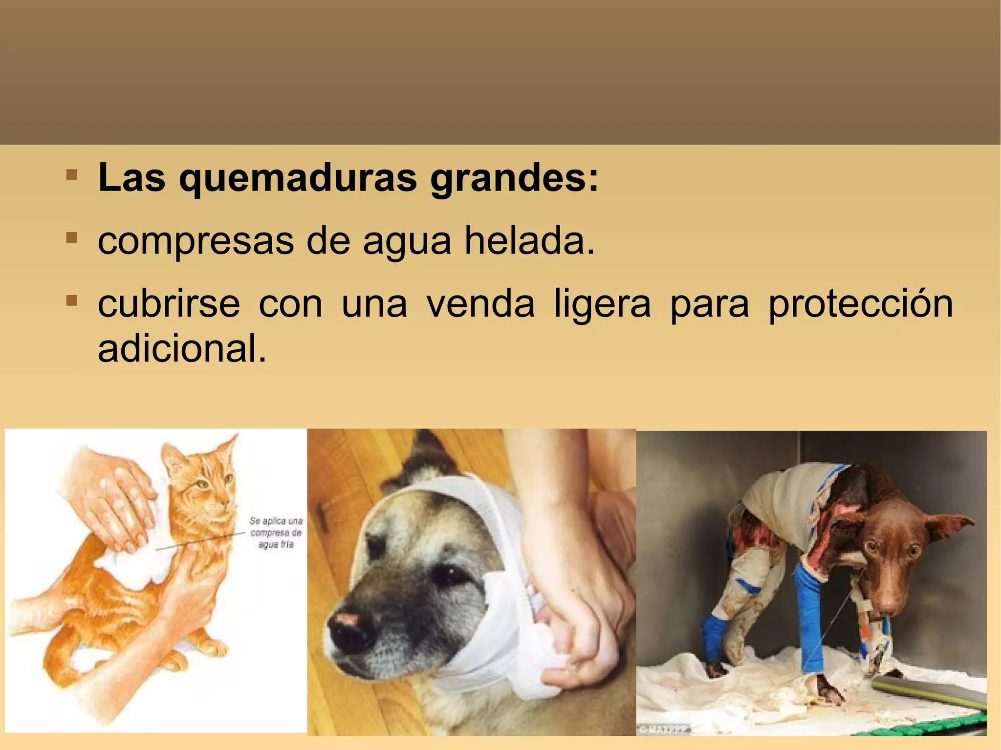 Quemaduras en animales | PPT
