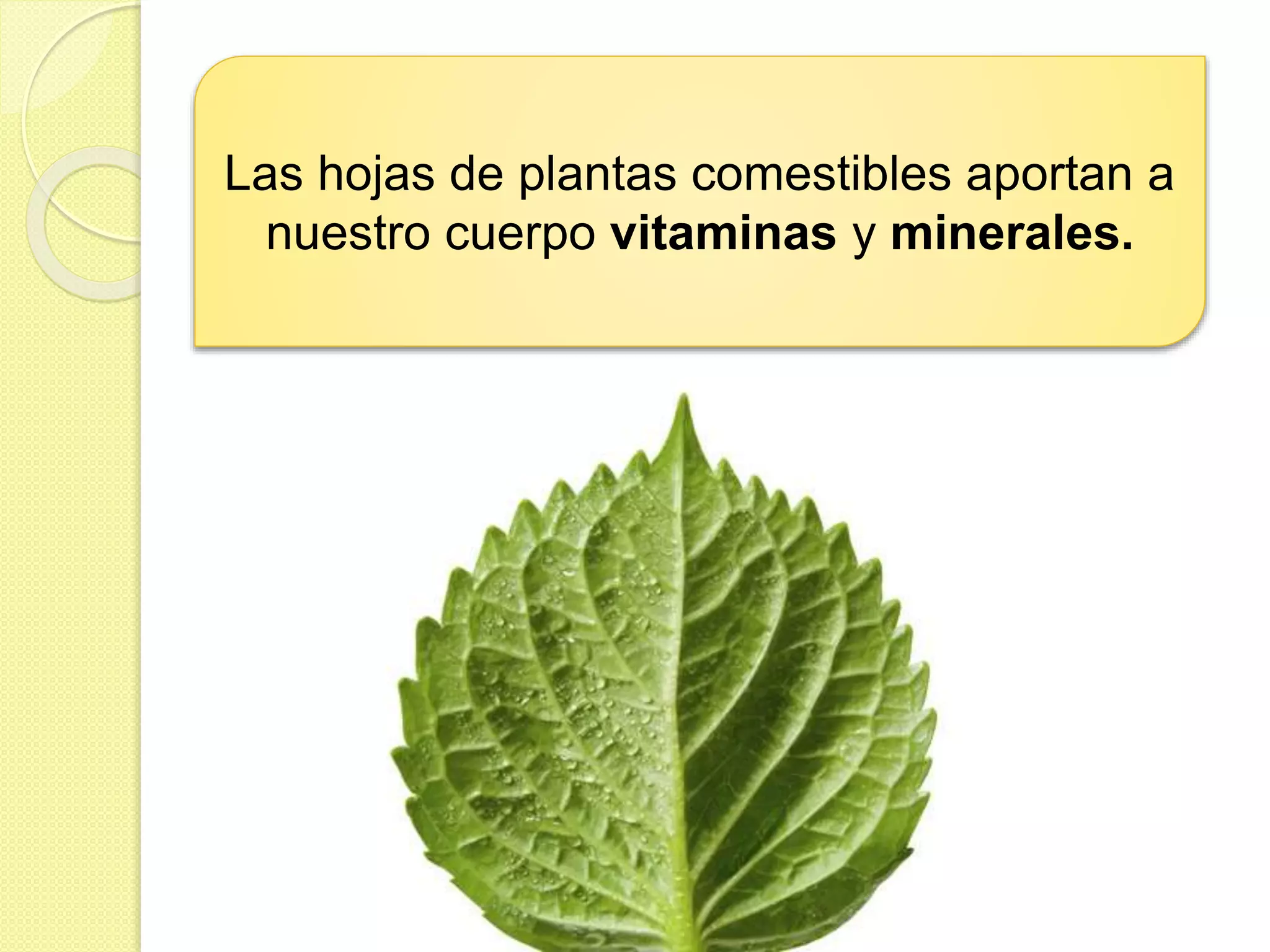 Las partes de la planta que comemos | PPTX
